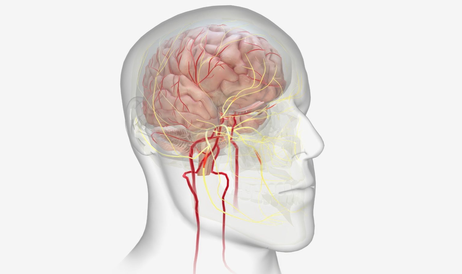 7 Rahsia Akupunktur Proven Membantu Pemulihan Bells Palsy - Iswanah ...